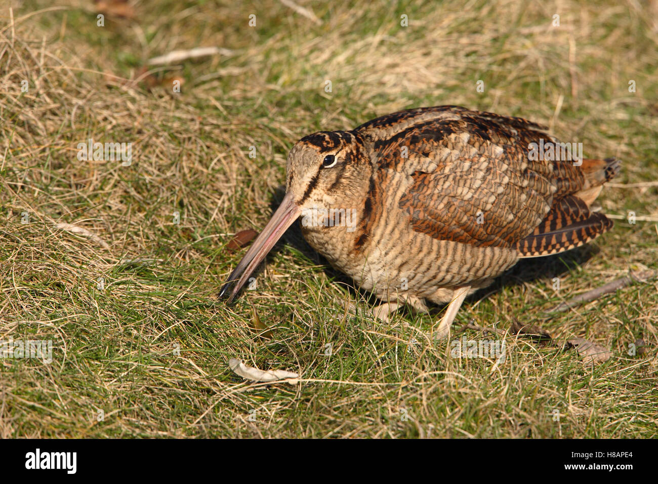 Eurasian Woodcock (Scolopax rusticola) foraging, Zuid-Holland ...