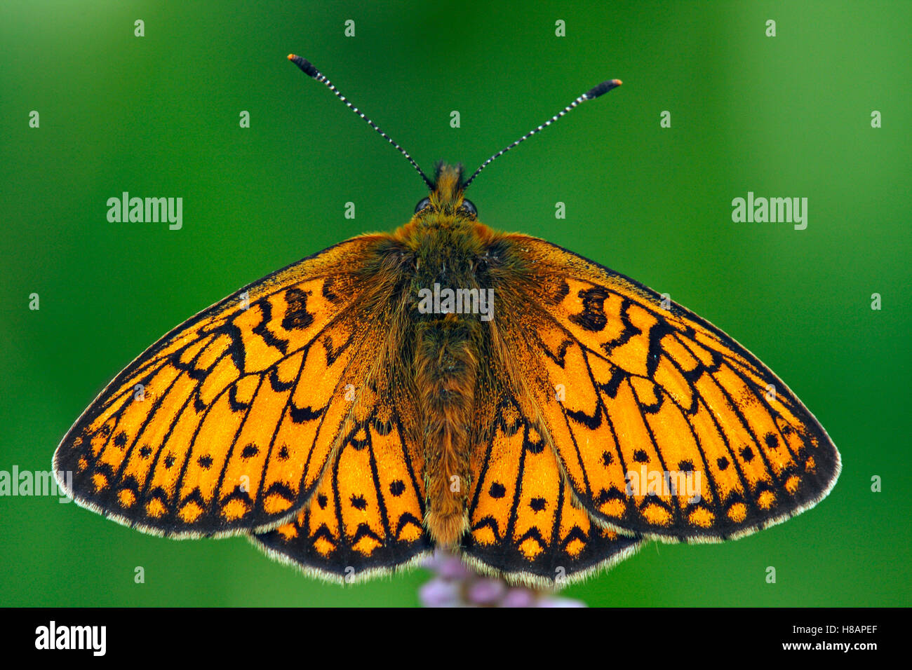Ocellate Bog Fritillary (Boloria eunomia) butterfly, Eifel, Germany ...