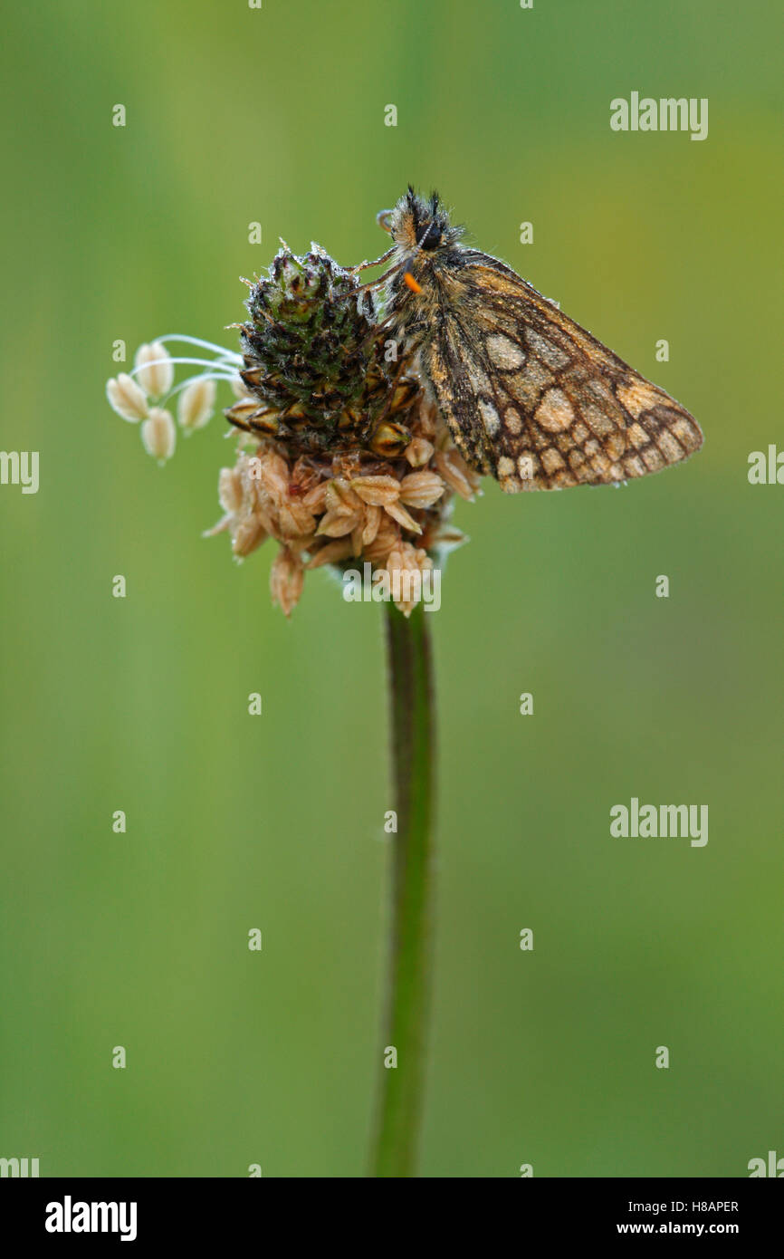 Chequered Skipper (Carterocephalus palaemon) butterfly resting on ...
