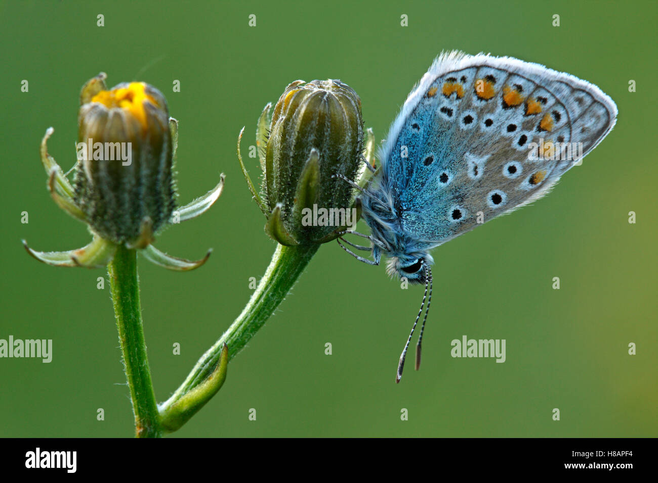 Common Blue (Polyommatus icarus) butterfly resting on flower bud, Eifel ...