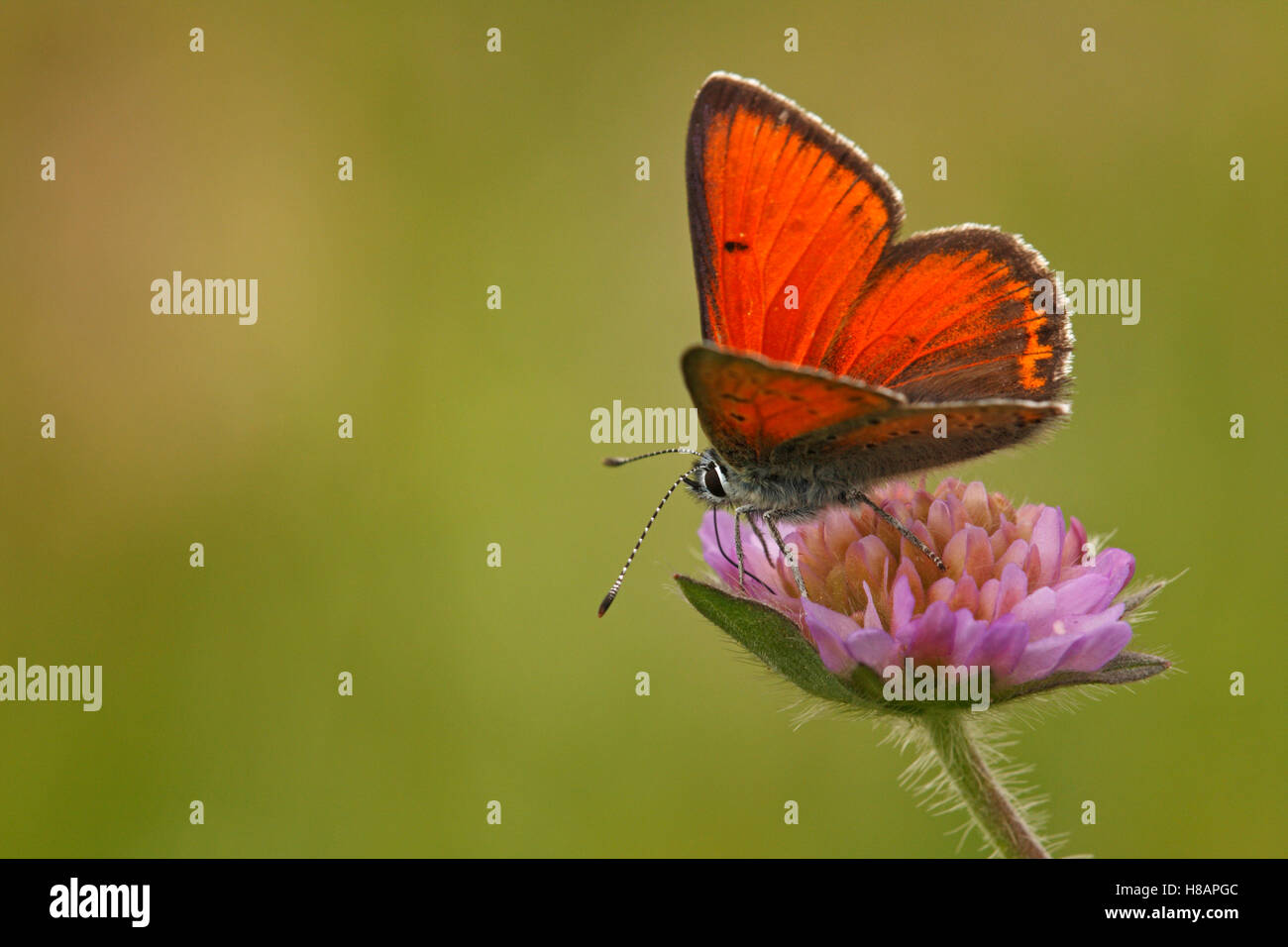 Purple-edged Copper (Lycaena hippothoe) butterfly on Field Scabious ...