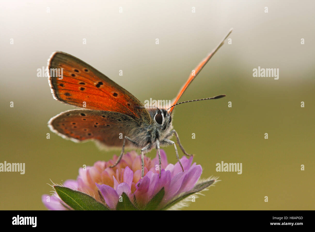 Purple-edged Copper (Lycaena hippothoe) butterfly on Field Scabious ...