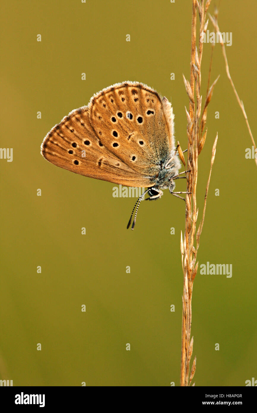 Alcon Blue (Maculinea alcon) butterfly resting on grass, Neterselse ...