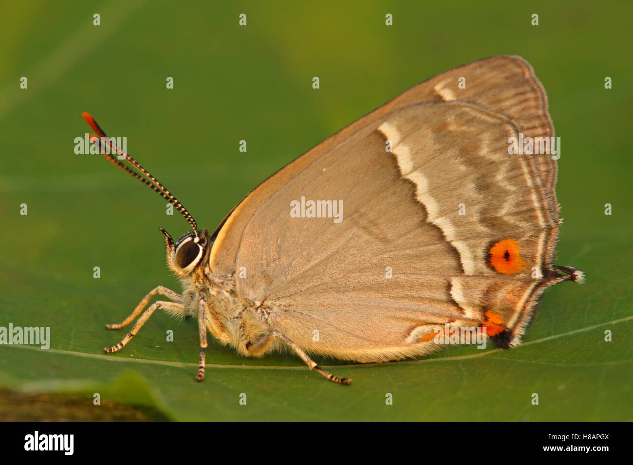 Purple Hairstreak (Neozephyrus quercus) butterfly on leaf, Hoogeloon ...