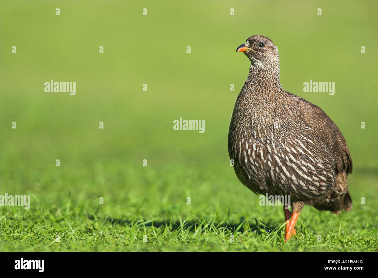 Cape Francolin (Francolinus capensis) male, Cape of Good Hope National ...