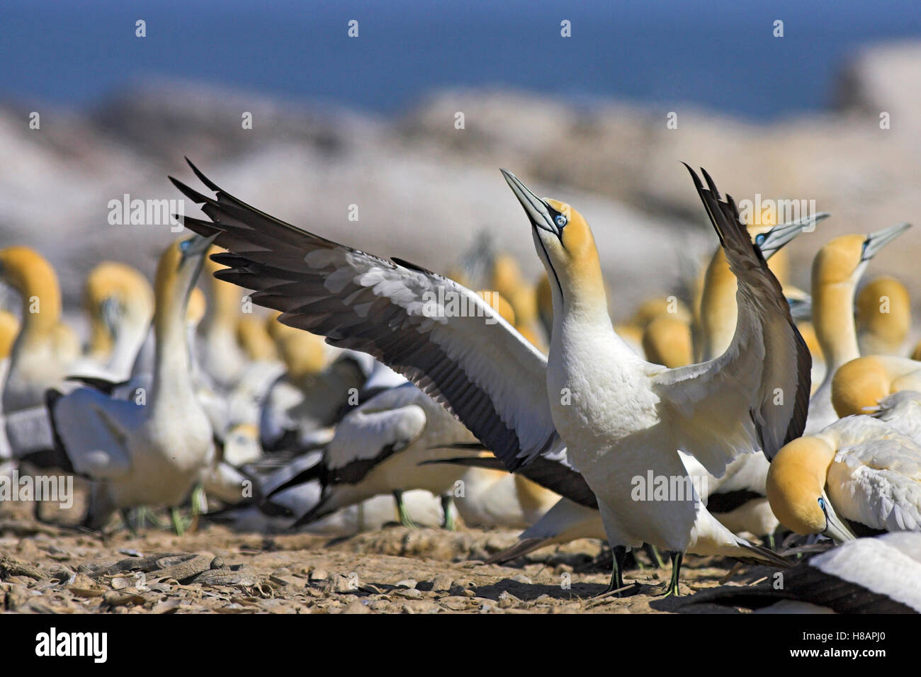 Cape Gannet (Morus capensis) flapping wings at colony, Lambert's Bay ...