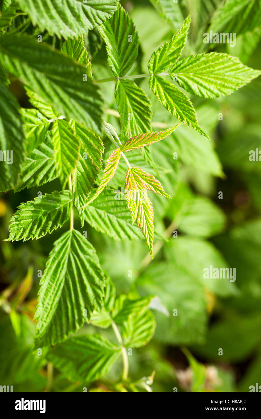 green raspberry leaves Stock Photo - Alamy