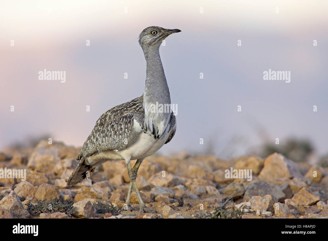 Houbara Bustard (Chlamydotis undulata) male, Fuerteventura, Spain Stock ...