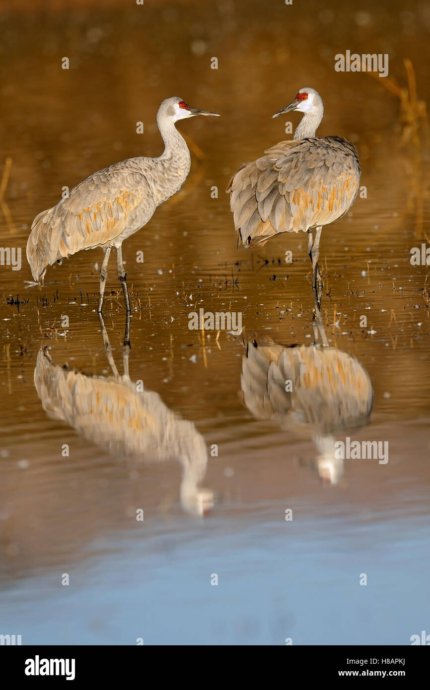 Sandhill Crane (Grus canadensis) pair standing in water, Bosque del ...