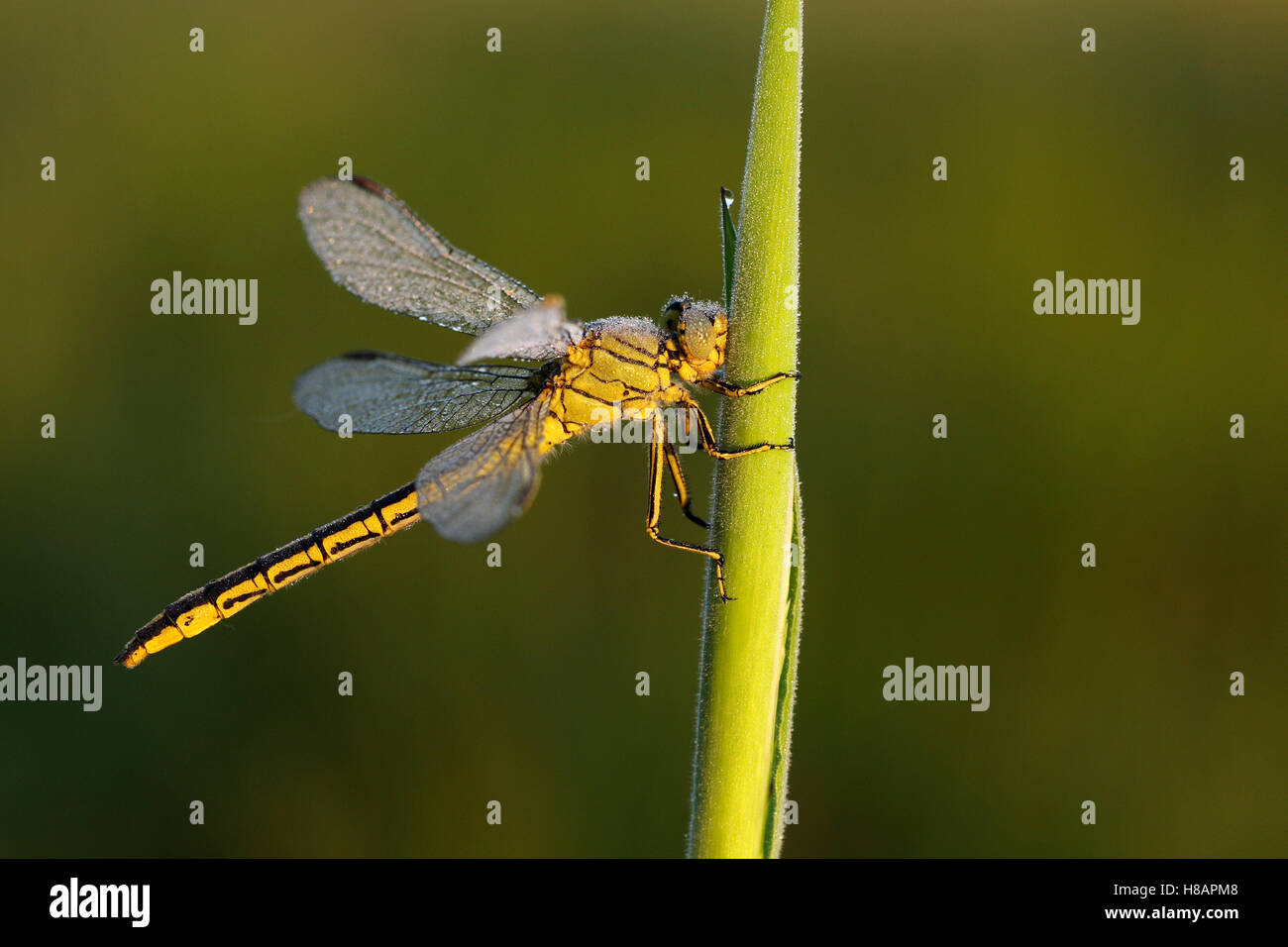 Yellow-legged Clubtail (Gomphus pulchellus) dragonfly covered in ...