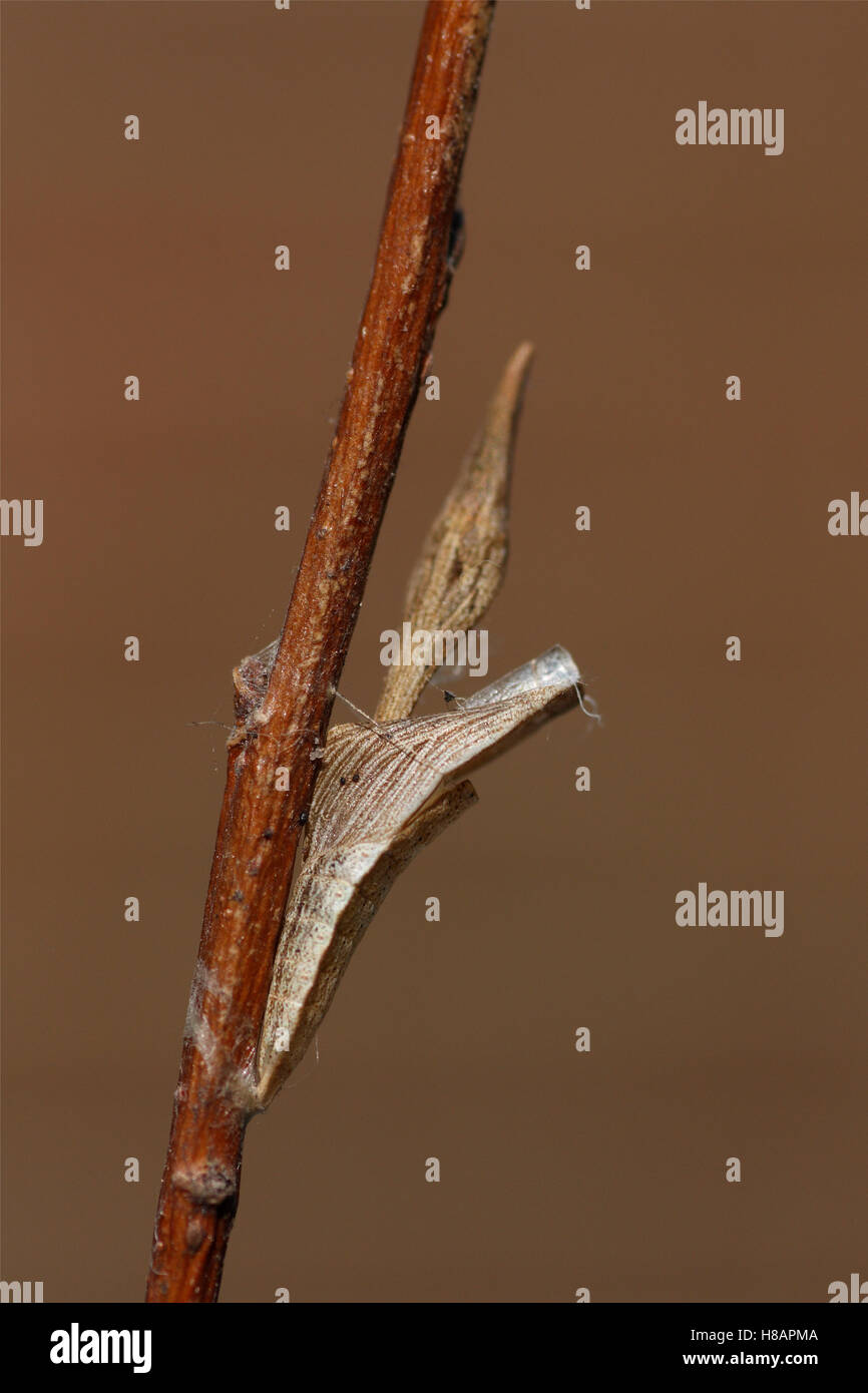 Orange Tip (Anthocharis cardamines) butterfly empty chrysalis ...