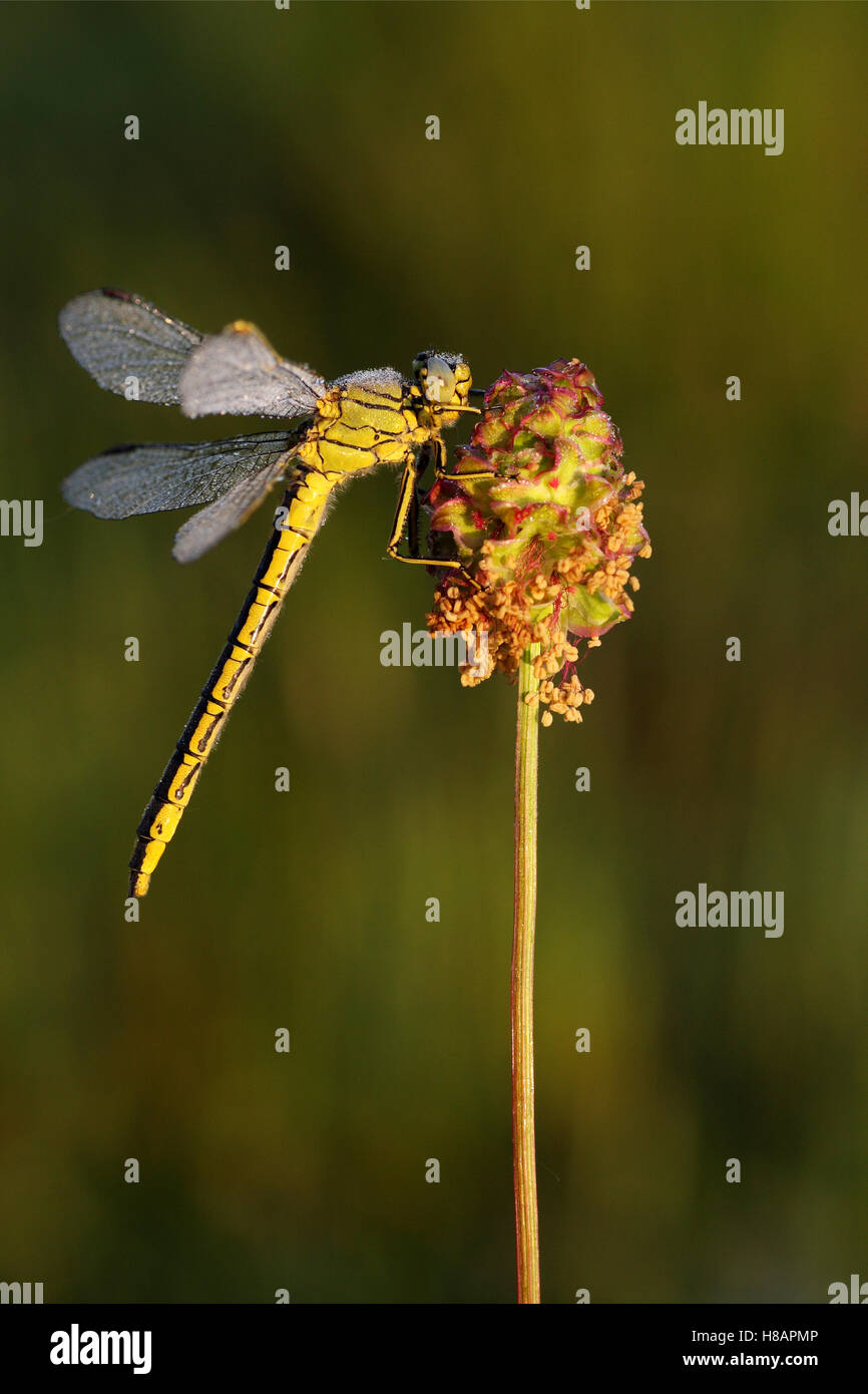 Yellow-legged Clubtail (Gomphus pulchellus) dragonfly on Salad Burnet ...