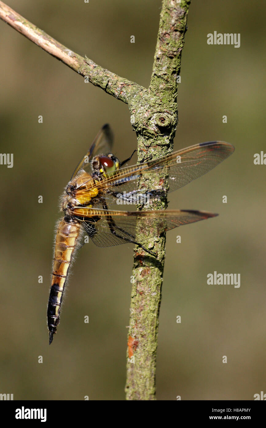 Four-spotted Chaser (Libellula quadrimaculata) dragonly, Overijssel, Netherlands Stock Photo - Alamy
