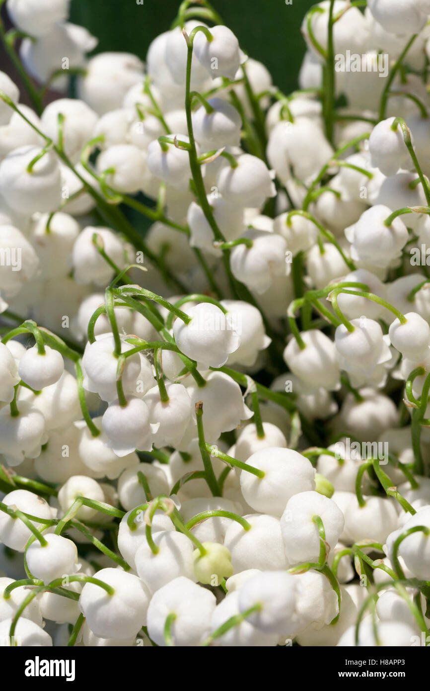 Forest lily of the valley close-up Stock Photo - Alamy