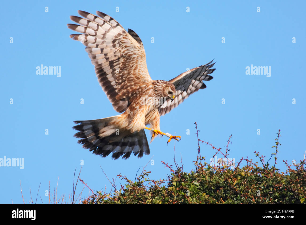 Northern Harrier (Circus cyaneus) landing, Texel, Netherlands Stock ...