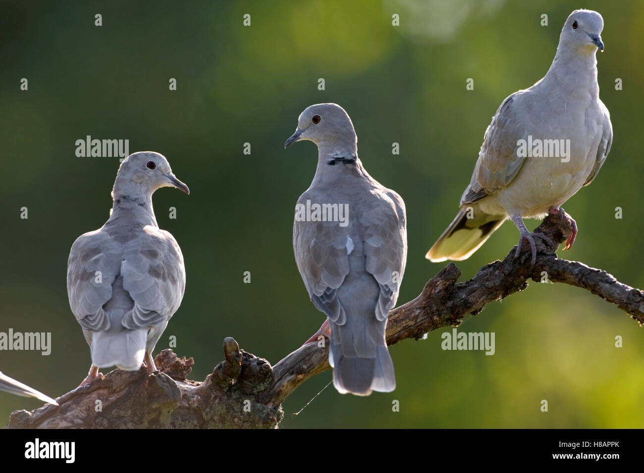 Eurasian Collared-Dove (Streptopelia decaocto) flock, Germany Stock ...