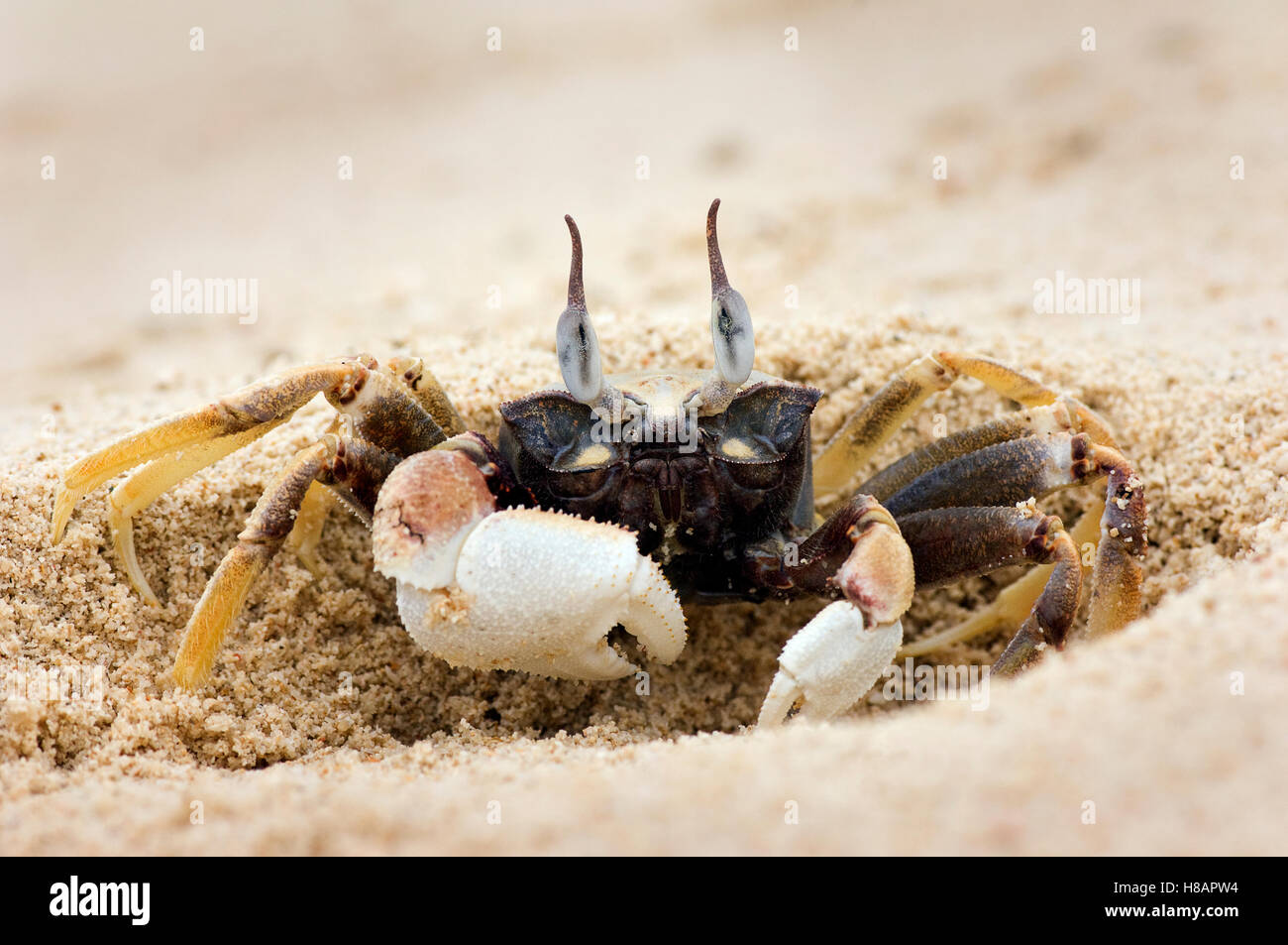 Ghost Crab (Ocypode sp) digging, Turtle Island, Borneo Stock Photo - Alamy