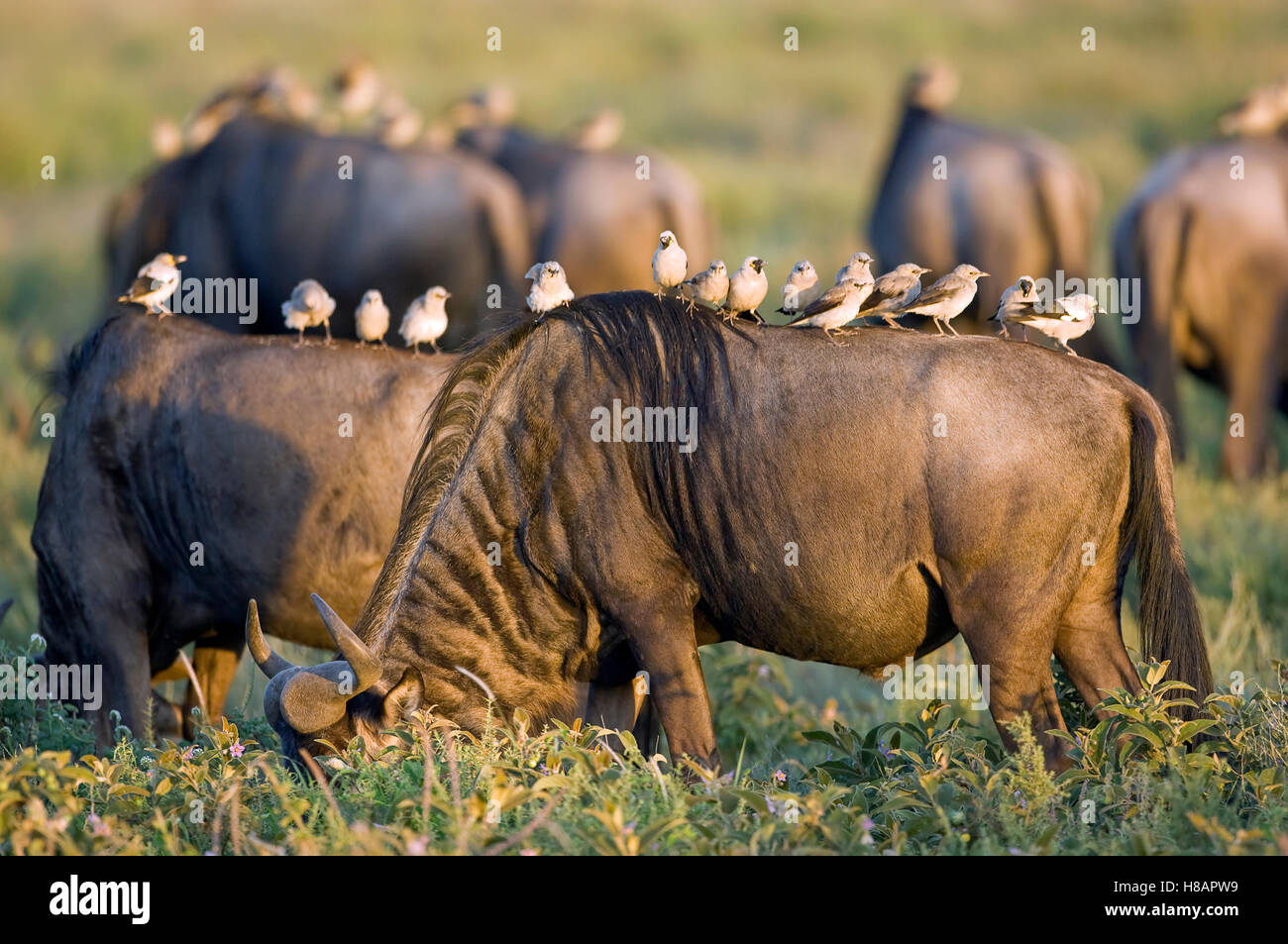 Wattled Starling (Creatophora cinerea) on the back of a Blue Wildebeest ...