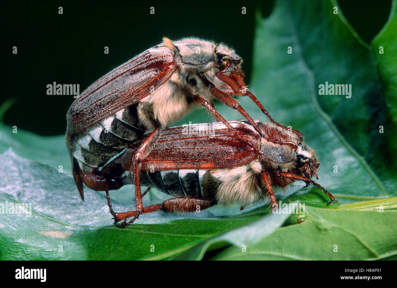 Common Cockchafer (Melolontha melolontha) pair mating, Netherlands ...