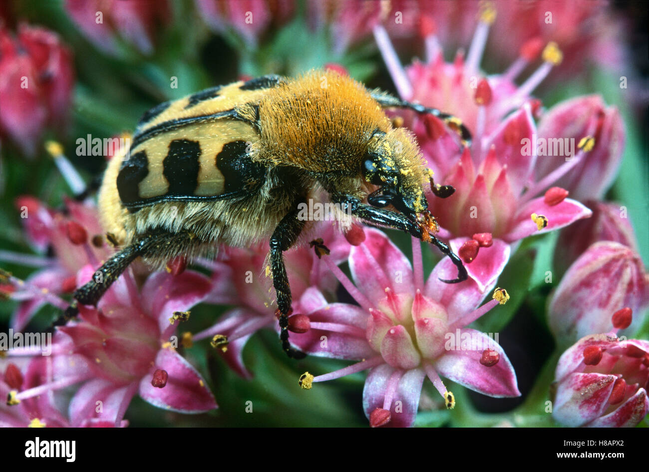 Bee Beetle (Trichius fasciatus) with pollen on its head on flowers ...