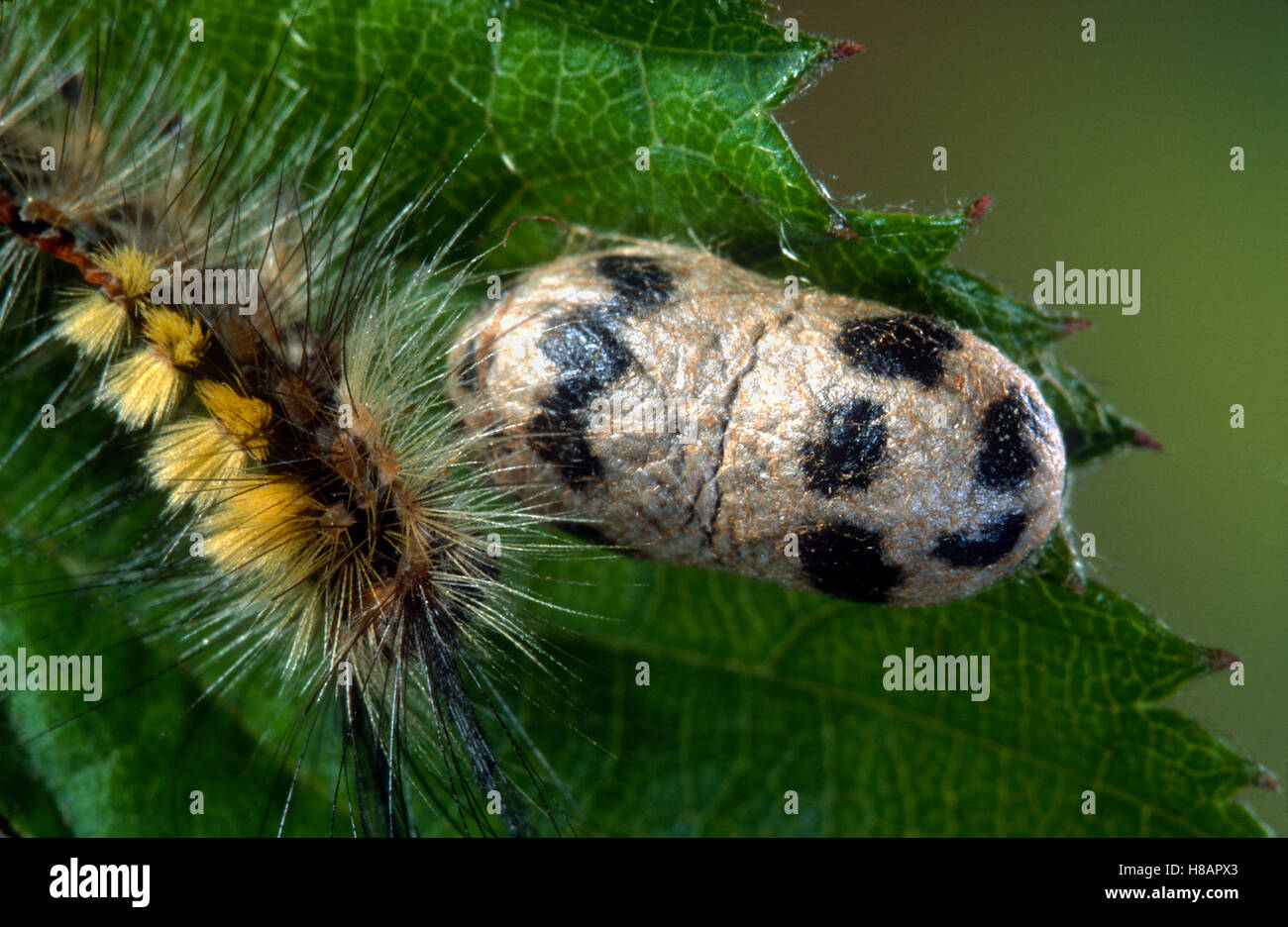 Rusty Tussock Moth (Orgyia antiqua) caterpillar and cocoon from which ...