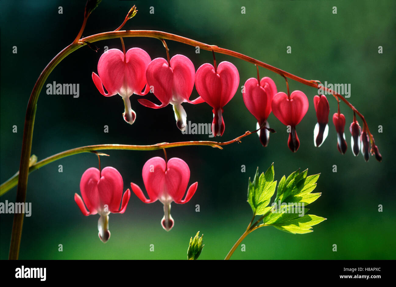 Common Bleeding Heart (Dicentra spectabilis) flowering, Netherlands ...