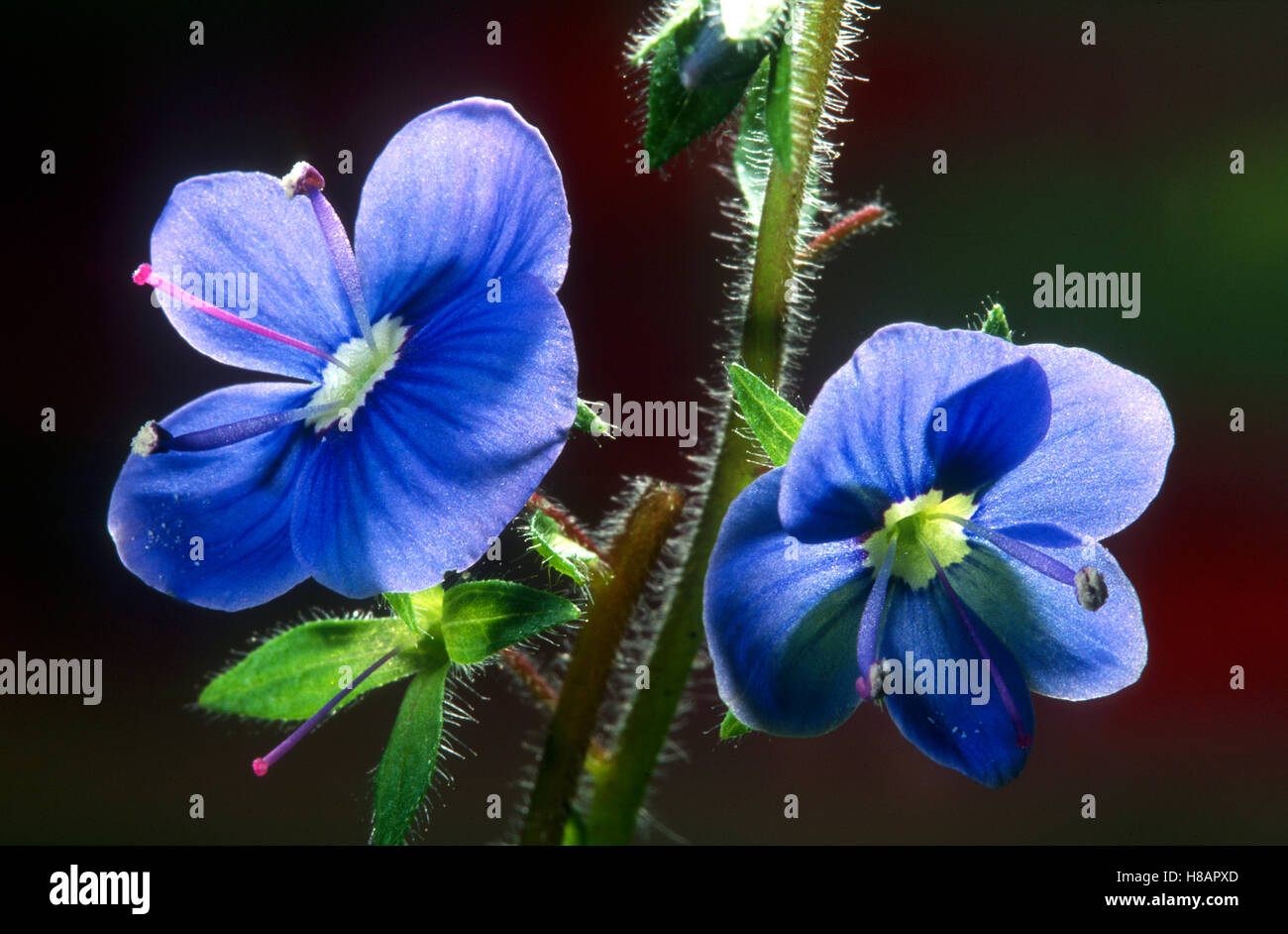 Common Speedwell (Veronica officinalis) flowers, Netherlands Stock ...