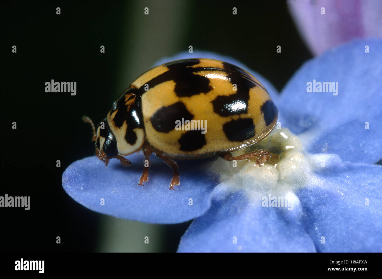 Fourteen-spot Ladybird (Propylea quatuordecimpunctata) on flowers ...