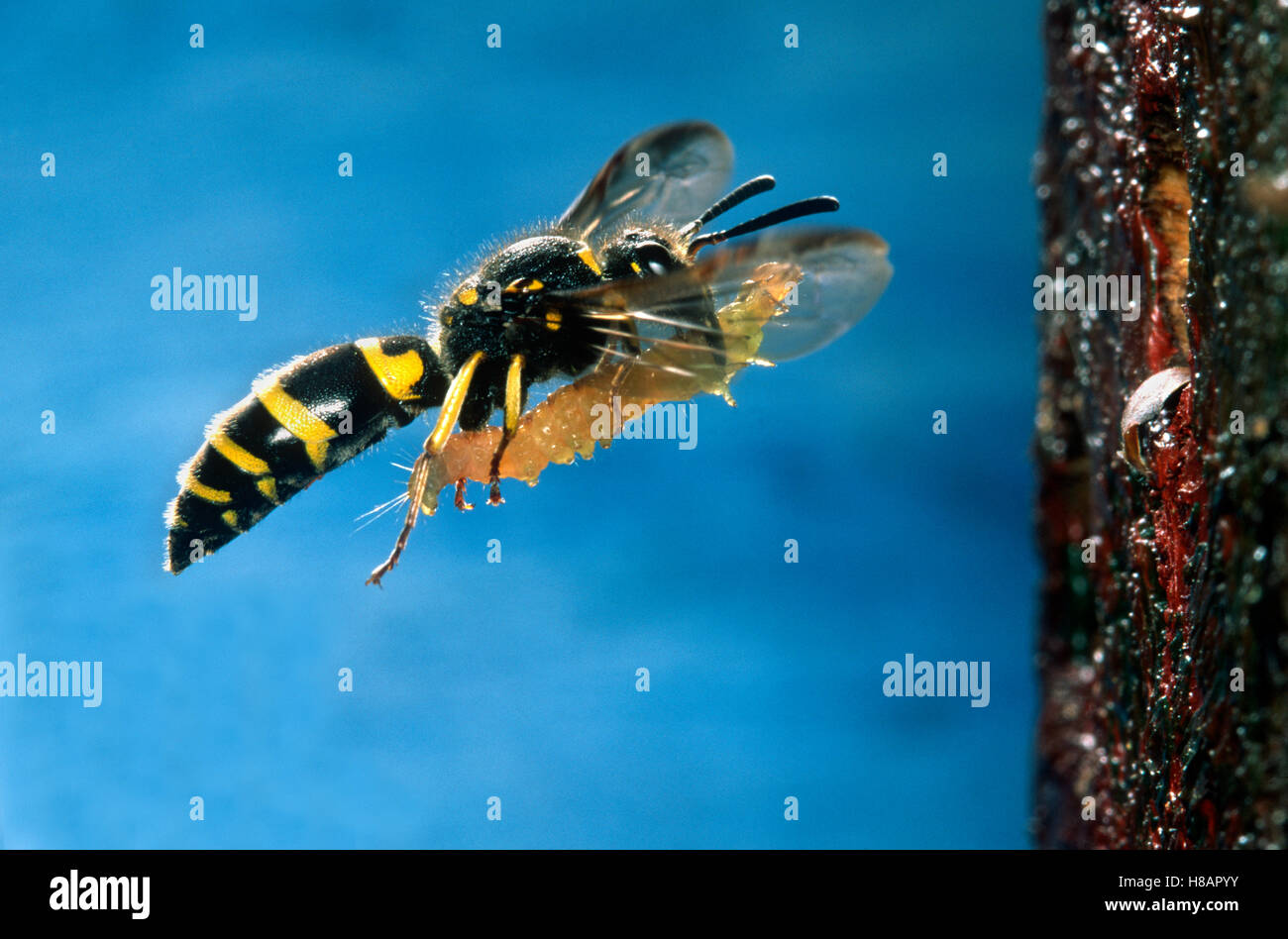 Mason Wasp (Ancistrocerus nigricornis) flying with grub towards nest ...