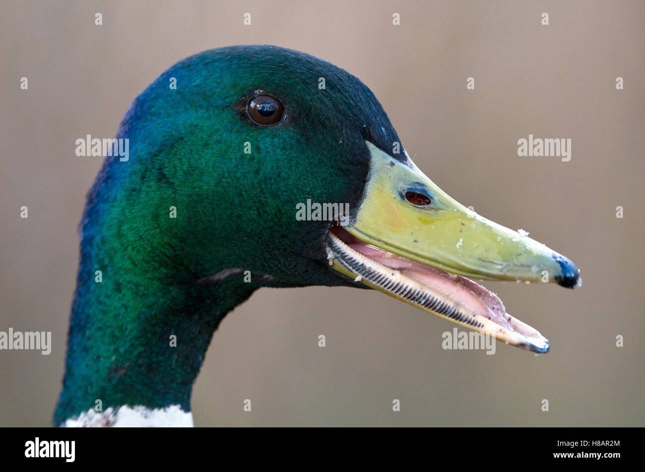 Mallard (Anas platyrhynchos) drake quacking, Germany Stock Photo - Alamy