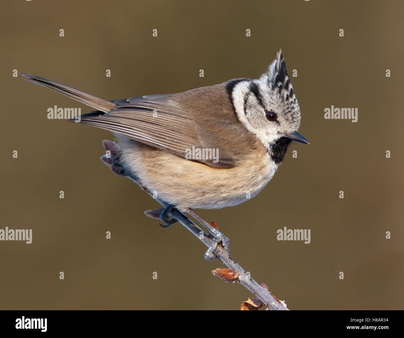 Crested Tit (Lophophanes cristatus), Netherlands Stock Photo - Alamy