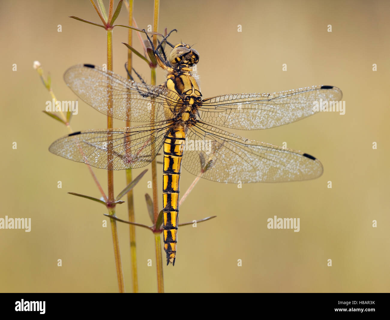 Black-tailed Skimmer (Orthetrum cancellatum) female on a plant ...