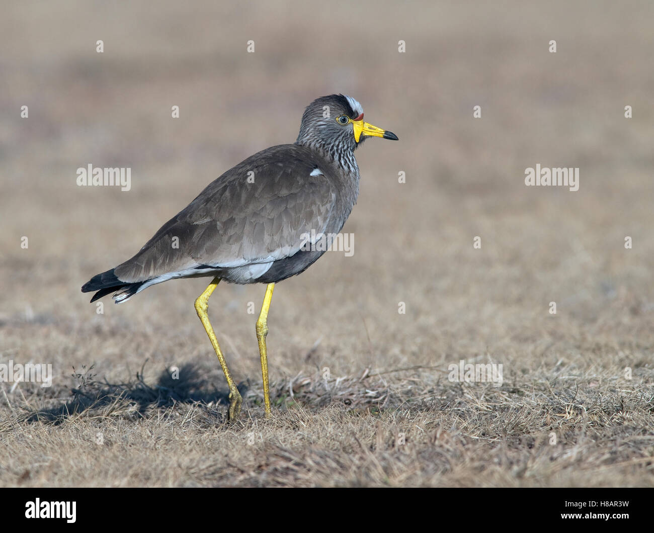 Wattled Lapwing (Vanellus senegallus) walking, South Africa Stock Photo ...