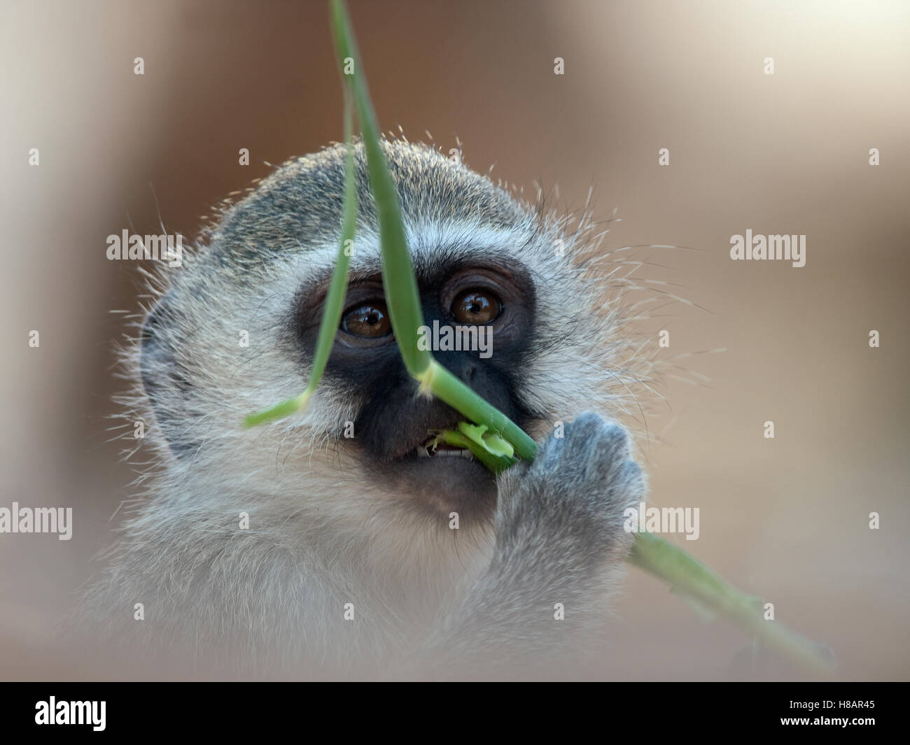 Black-faced Vervet Monkey (Cercopithecus aethiops) feeding, South ...