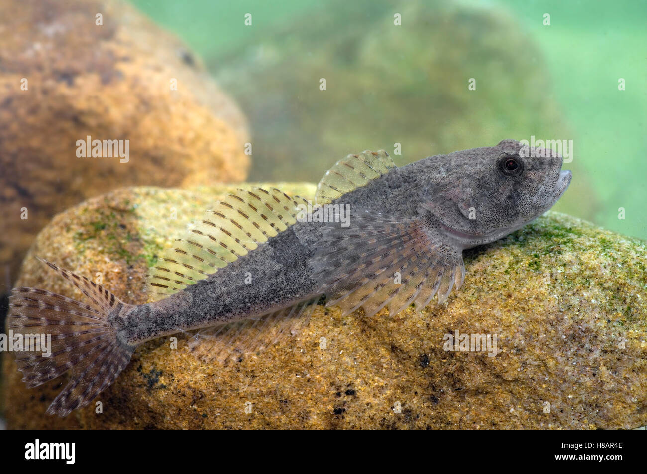 Miller's Thumb (Cottus gobio), Gelderland, Netherlands Stock Photo - Alamy