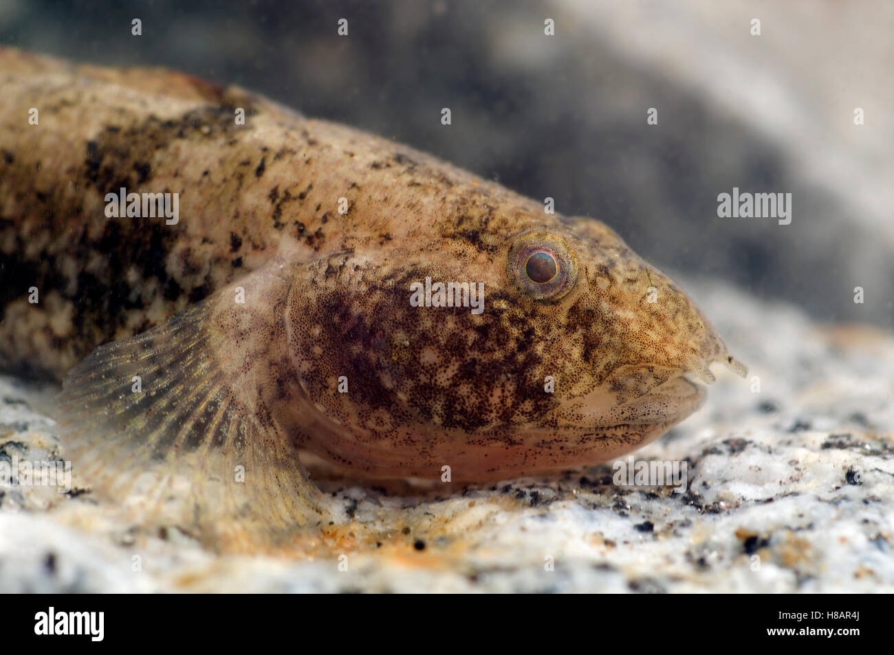 Marine Tubenose Goby (Proterorhinus marmoratus), Gelderland ...
