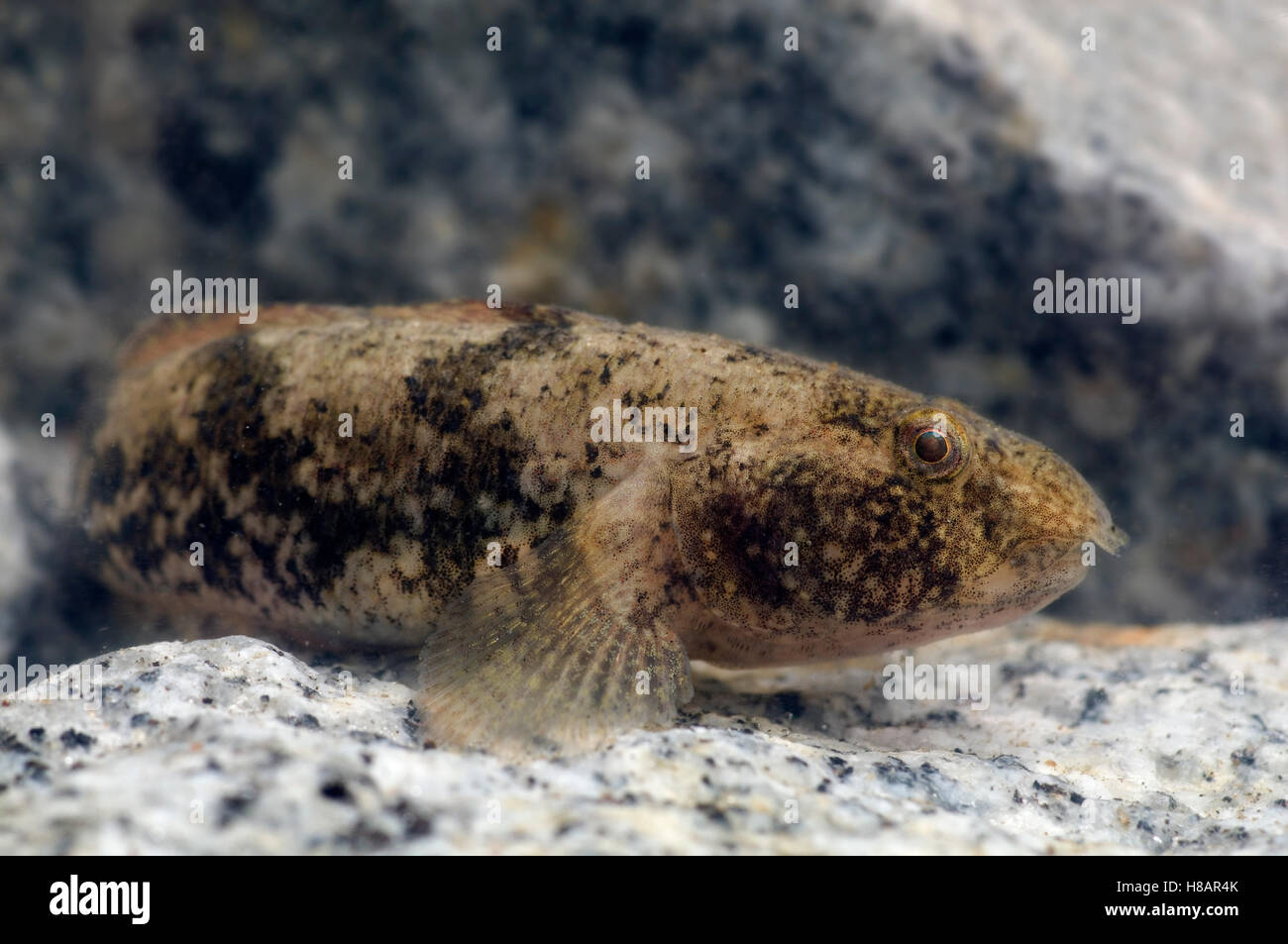 Marine Tubenose Goby (Proterorhinus marmoratus), Gelderland ...