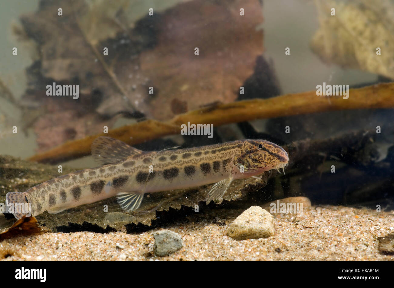Loach (Cobitis taenia), Netherlands Stock Photo - Alamy