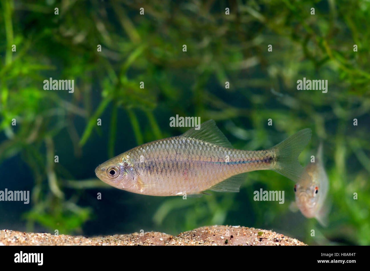 European Bitterling (Rhodeus amarus), Gelderland, Netherlands Stock ...