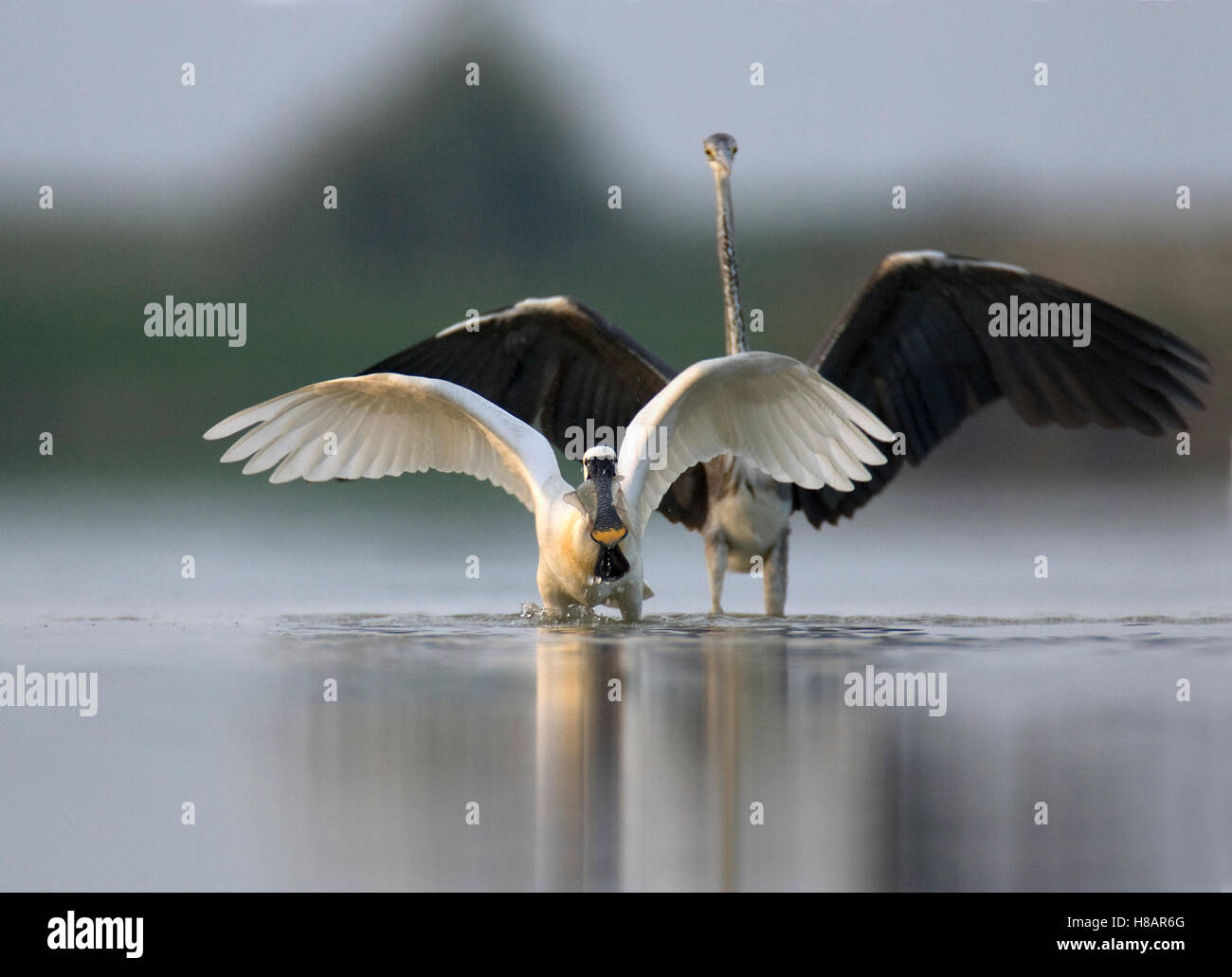 Eurasian Spoonbill (Platalea leucorodia) with fish prey being chased by ...