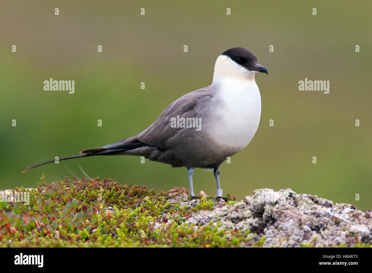Long-tailed Jaeger (Stercorarius longicaudus) on arctic tundra ...
