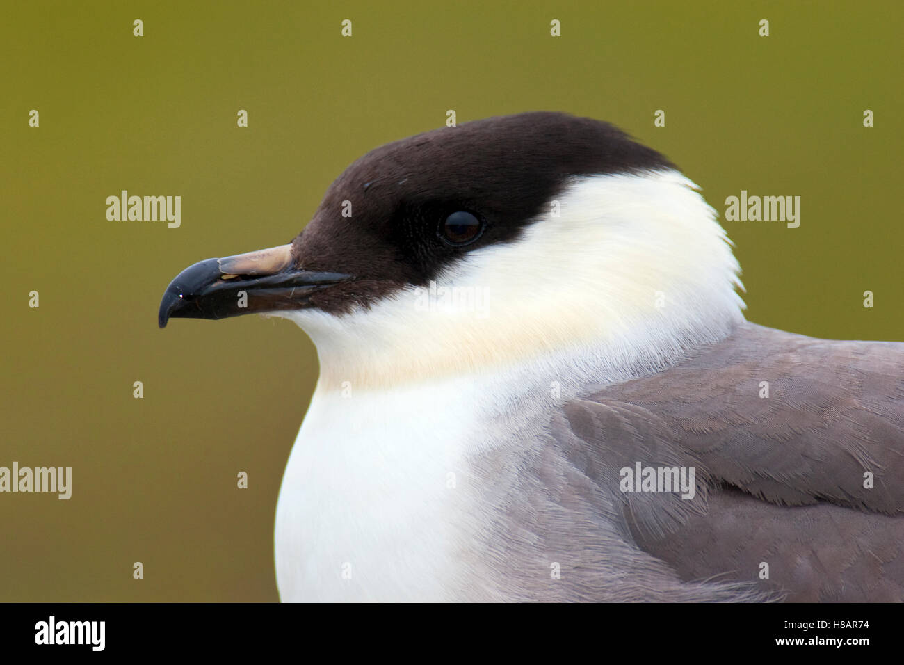 Long-tailed Jaeger (Stercorarius longicaudus), Varanger Peninsula ...