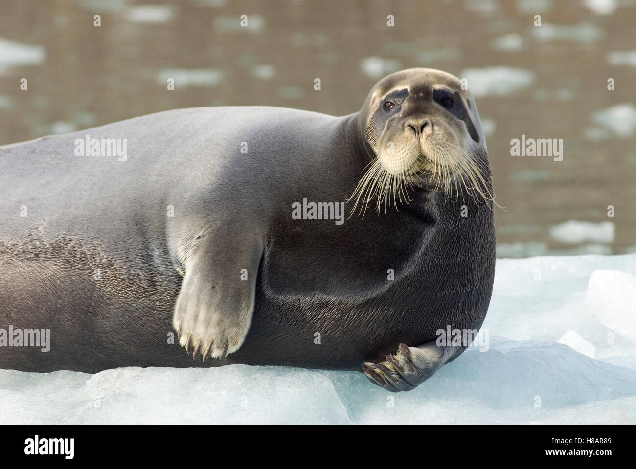 Bearded Seal (Erignathus barbatus), Svalbard, Norway Stock Photo - Alamy