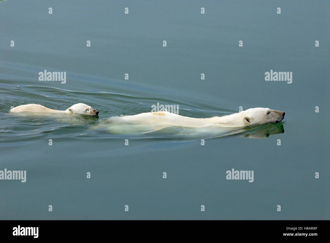 Polar Bear (Ursus maritimus) with young swimming cub, Svalbard, Norway ...