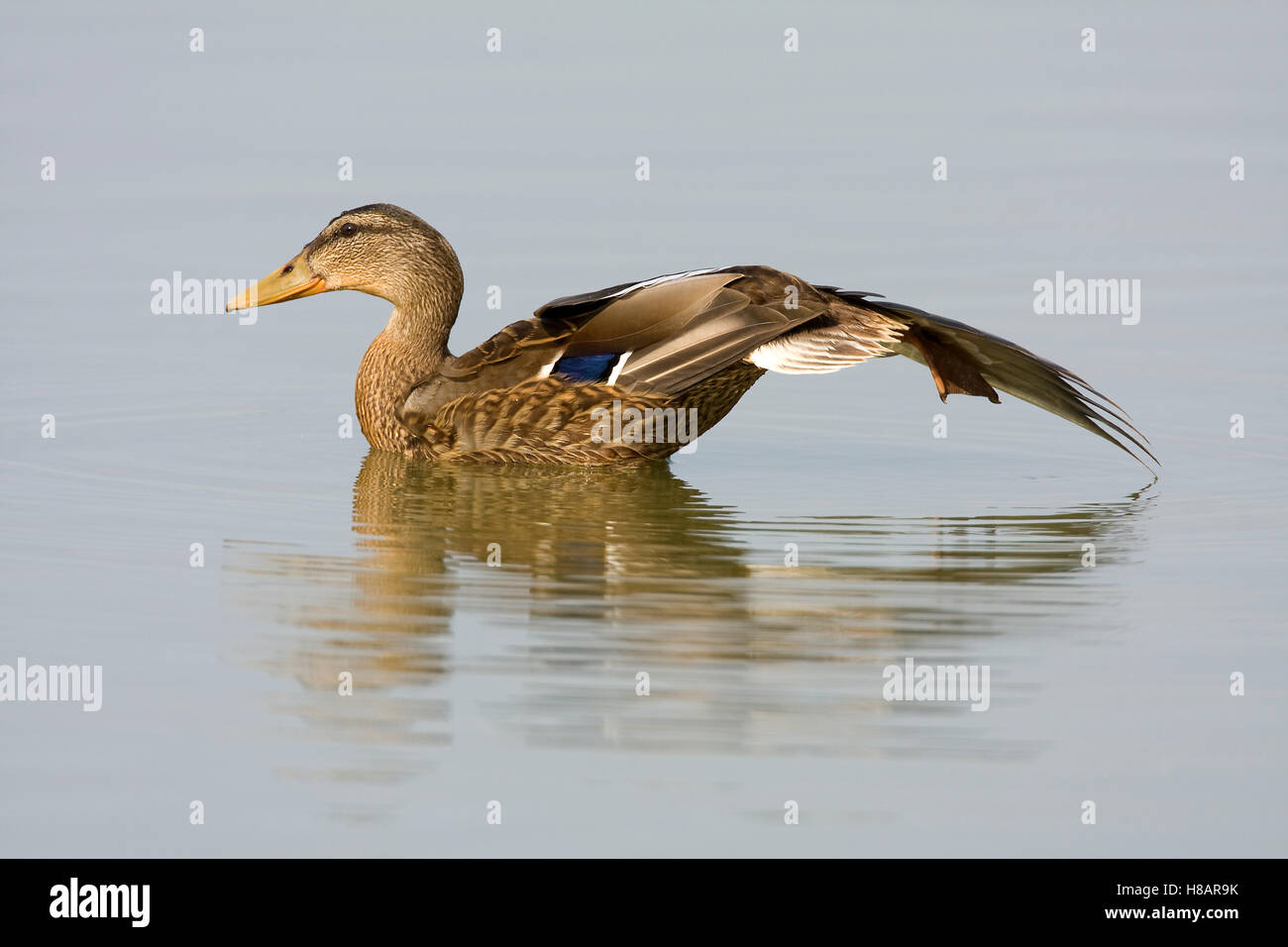 Mallard (Anas platyrhynchos) drake in eclipse plumage stretching wings ...