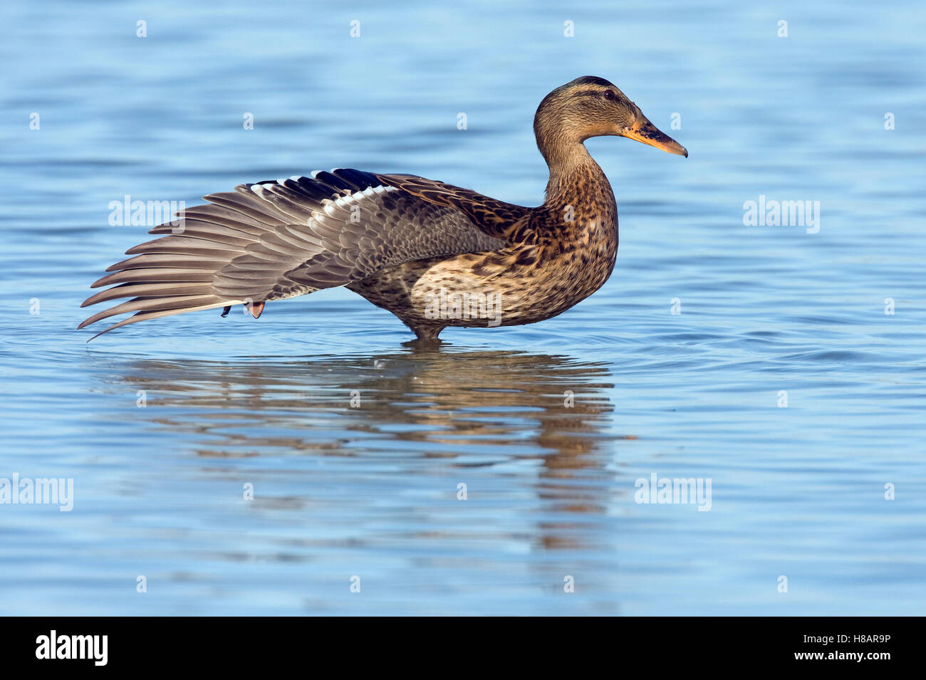 Mallard (Anas platyrhynchos) duck female stretching wings ...
