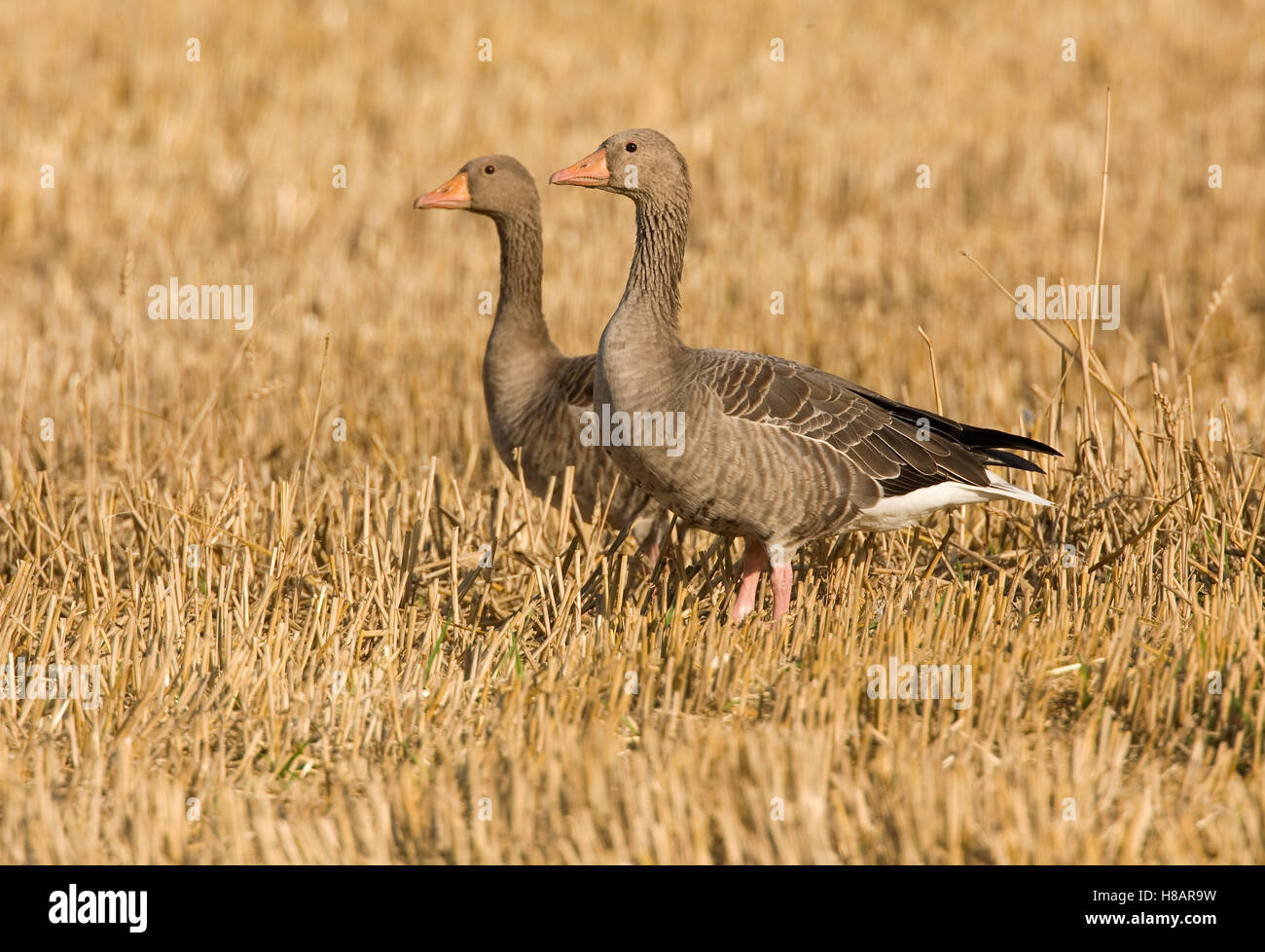 Greylag Goose (Anser anser) pair standing in corn field, Flevoland ...