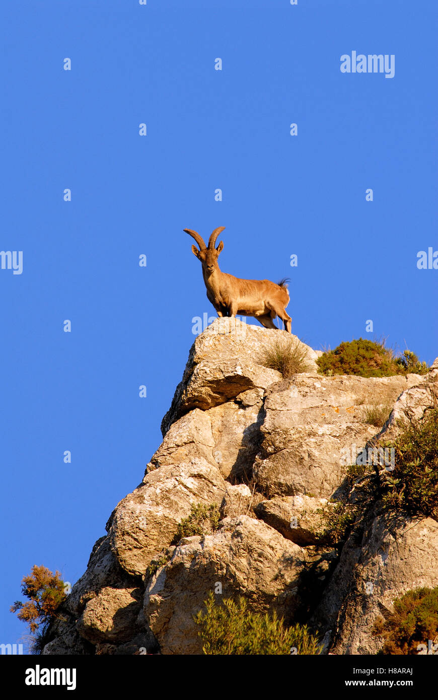 Pyrenean Ibex (Capra pyrenaica) male, Sierra Crestallina, Andalucia ...