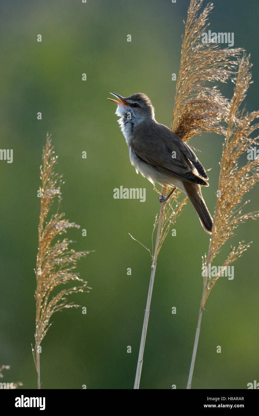 Great Reed-Warbler (Acrocephalus arundinaceus) singing, Hungary Stock ...