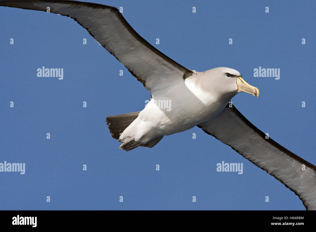 Salvin's Albatross (Thalassarche salvini) flying, New Zealand, Southern ...